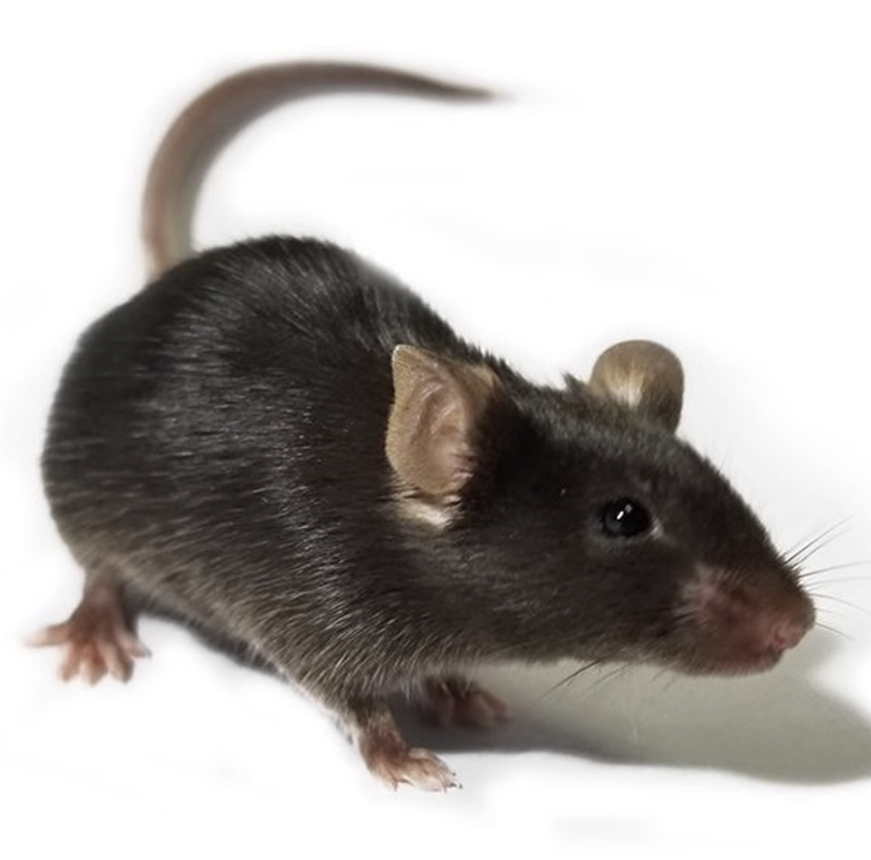 C57 Mouse Serum C57 小鼠血清 | 沃卡威生物技术 - 官网